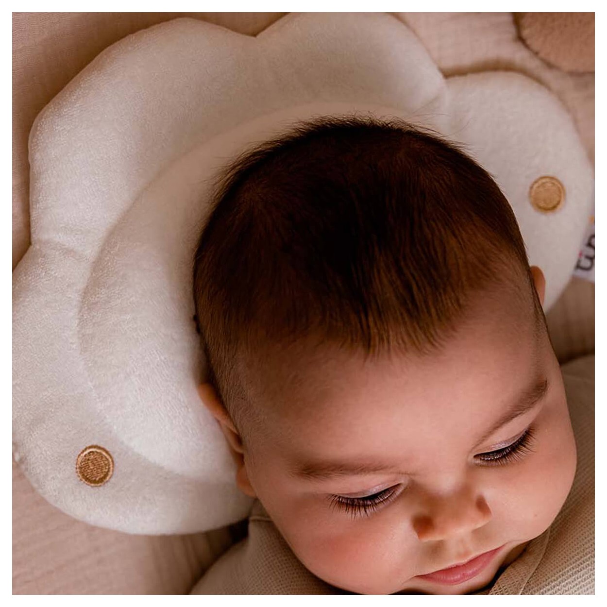 Tinéo - The Little Wolf Head Wedge